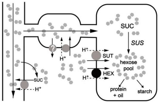 Transcriptome Analysis of Carbohydrate Metabolism Genes and Molecular ...