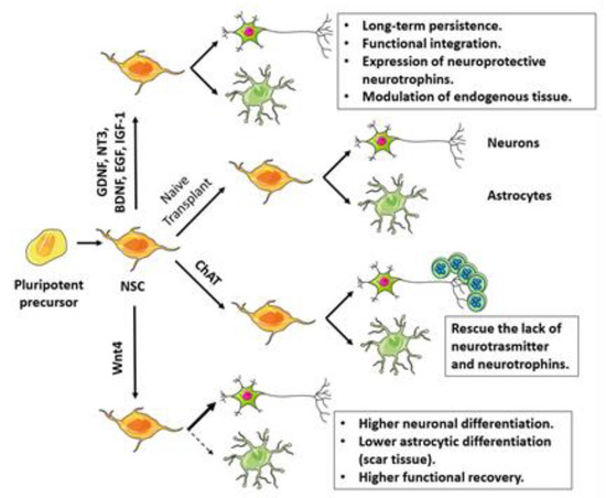 Neural Stem Cell Transplantation for Neurodegenerative Diseases