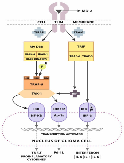 TLR-4 Signaling vs. Immune Checkpoints, miRNAs Molecules, Cancer Stem ...