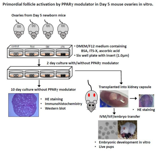 IJMS | Free Full-Text | Peroxisome Proliferator-Activated Receptor ...