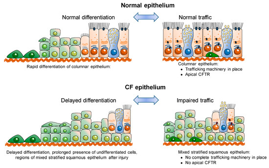 What Role Does CFTR Play in Development, Differentiation, Regeneration ...