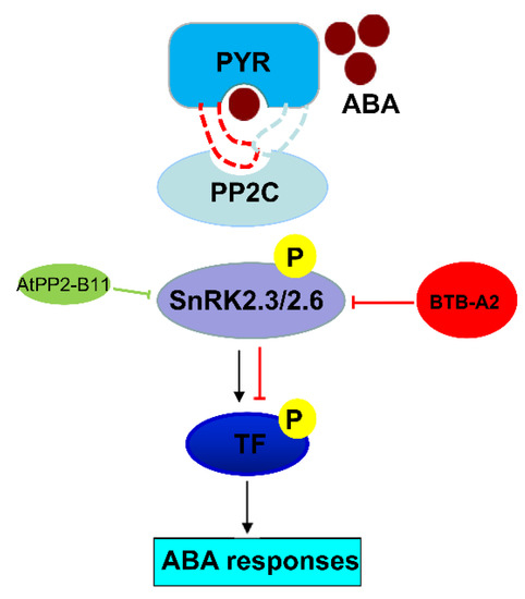 Type A2 BTB Members Decrease the ABA Response during Seed Germination ...