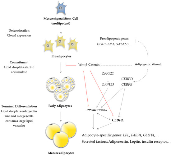 IJMS | Special Issue : Adipogenesis and Adipose Tissue Metabolism