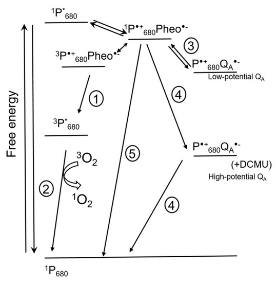 Singlet Oxygen in Plants: Generation, Detection, and Signaling Roles