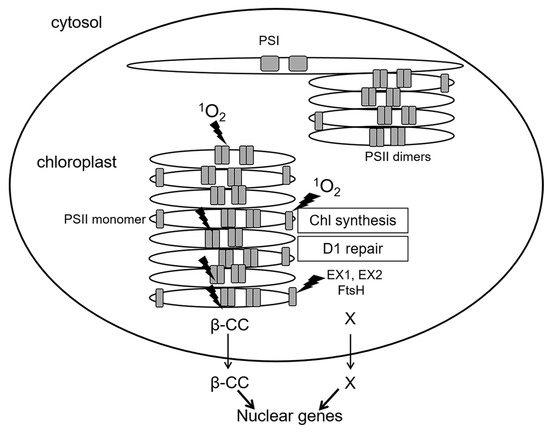 Singlet Oxygen in Plants: Generation, Detection, and Signaling Roles