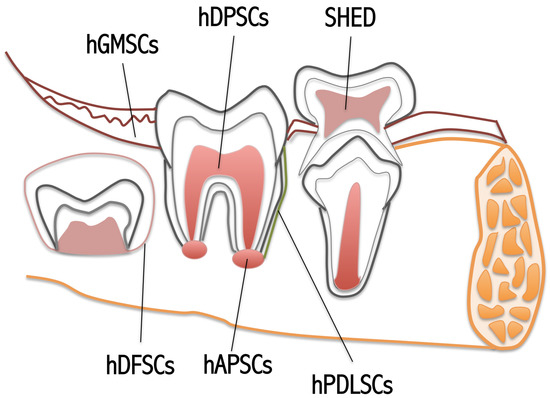 Functional Relationship between Osteogenesis and Angiogenesis in Tissue ...