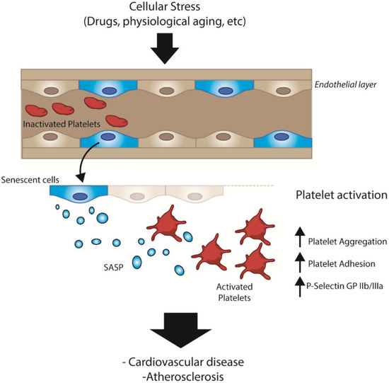 IJMS | Special Issue : Advances in Biological Functions of Platelet