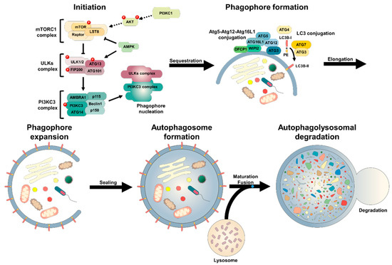 IJMS | Special Issue : Autophagy in Health, Ageing and Disease 2.0