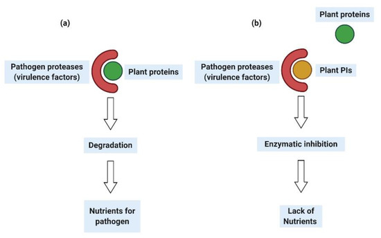 Legumes Protease Inhibitors as Biopesticides and Their Defense ...
