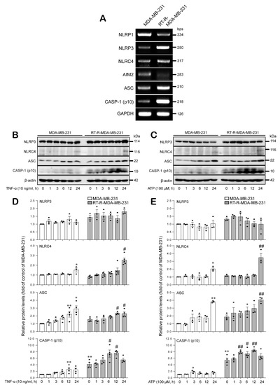 NLRC4, ASC and Caspase-1 Are Inflammasome Components That Are Mediated ...