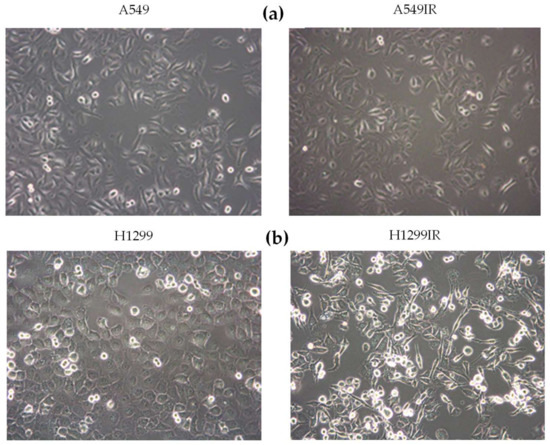 The p53–53BP1-Related Survival of A549 and H1299 Human Lung Cancer ...