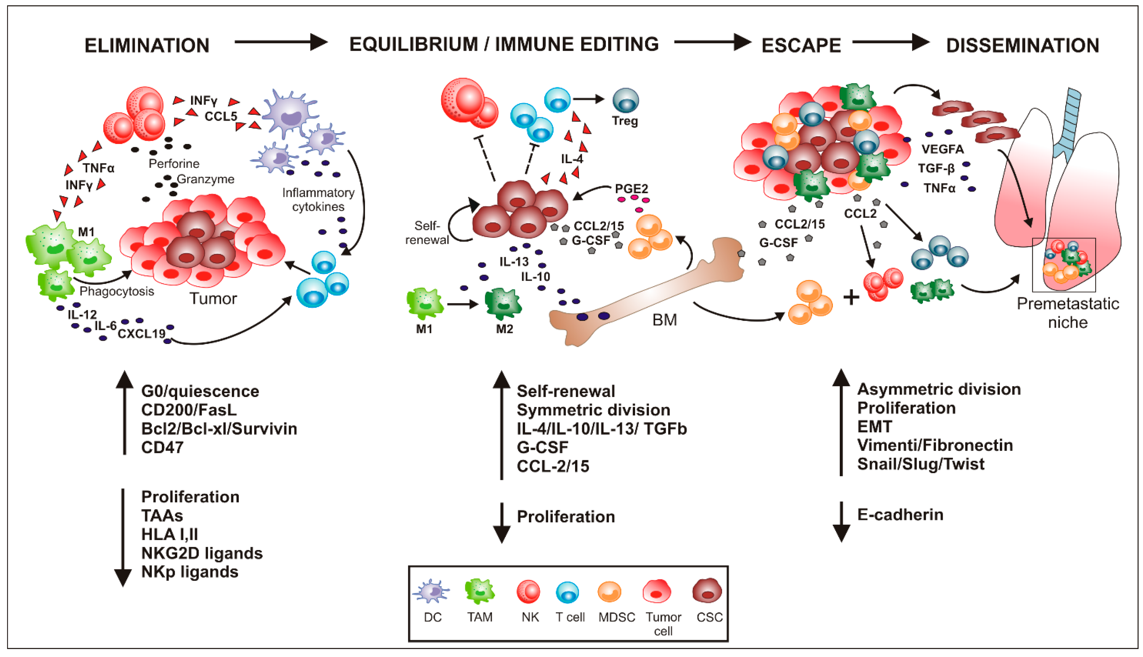 Influence of Innate Immunity on Cancer Cell Stemness