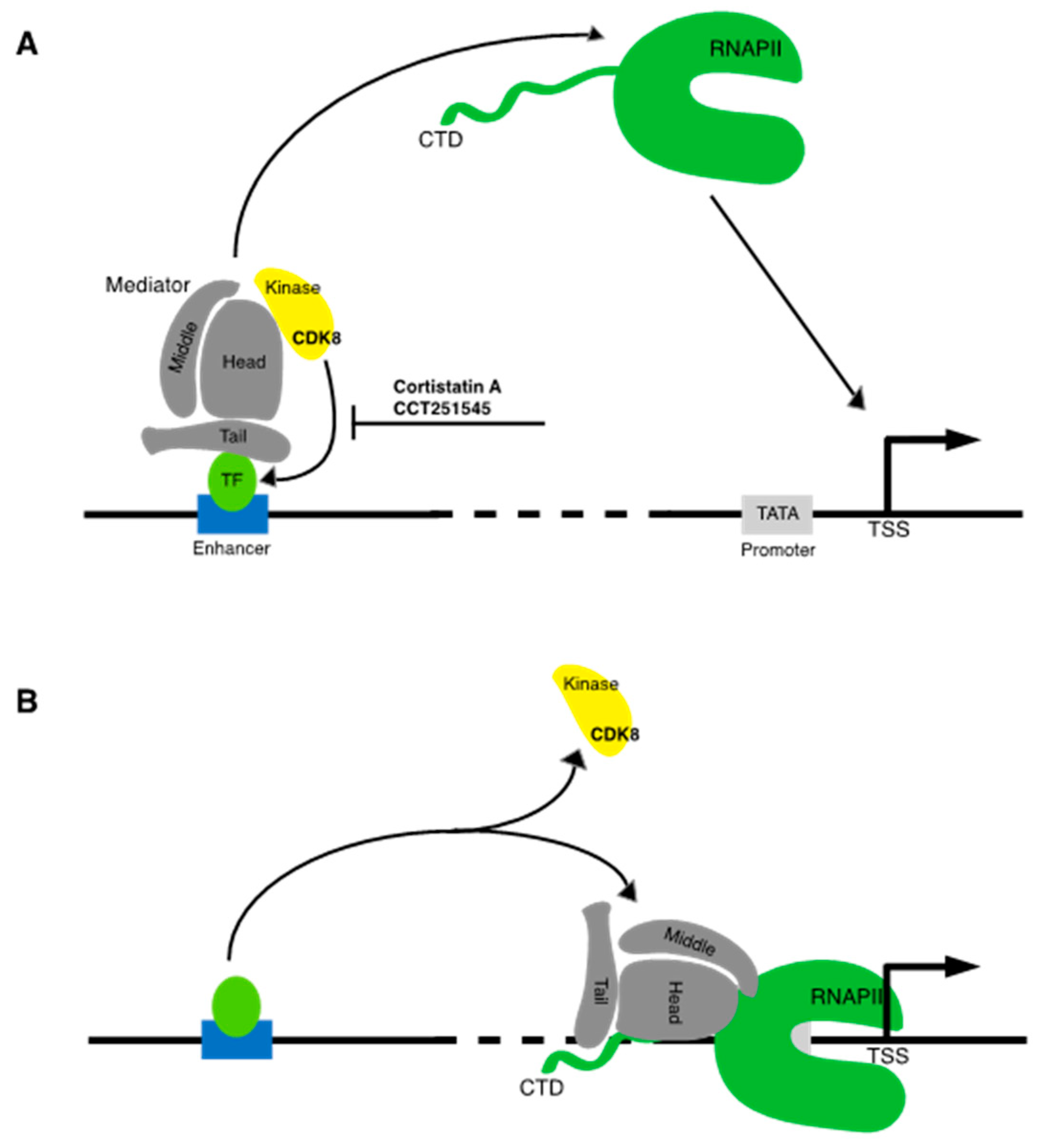 Rna Polymerase Transcription