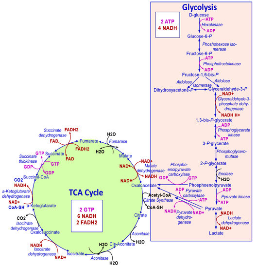 Krebs Cycle In Mitochondria