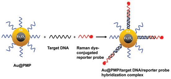 SERS-Based Biosensors for Virus Determination with Oligonucleotides as ...