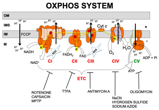 IJMS | Free Full-Text | Oxidative Phosphorylation Dysfunction Modifies ...