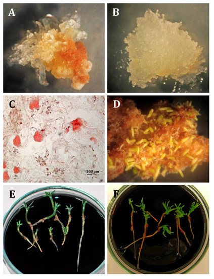 Different Roles of Auxins in Somatic Embryogenesis Efficiency in Two ...