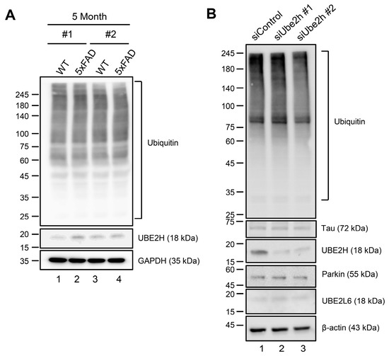 Predictive Potential of Circulating Ube2h mRNA as an E2 Ubiquitin ...