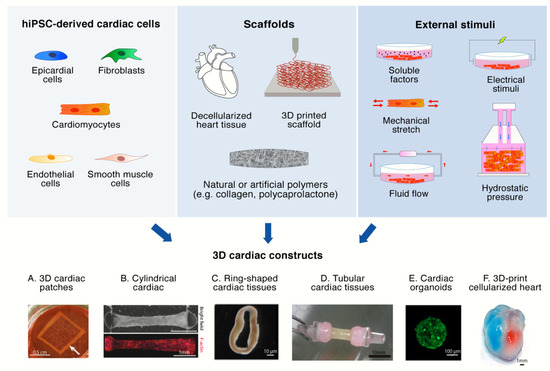 Modeling Cardiovascular Diseases with hiPSC-Derived Cardiomyocytes in ...
