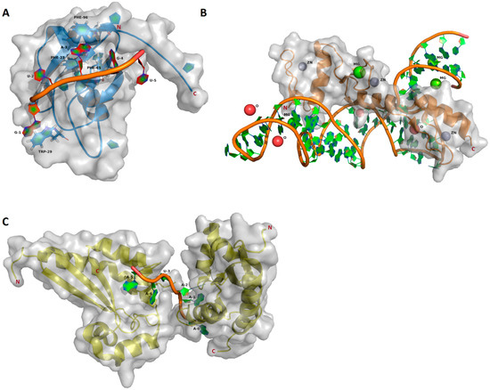 RNA-Binding Proteins in Acute Leukemias