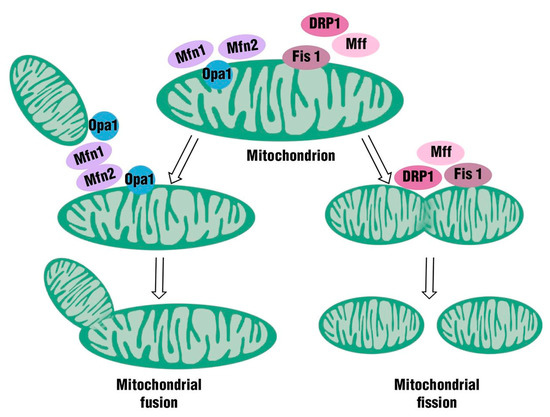 Mitochondrial Dynamics and Microglia as New Targets in Metabolism ...