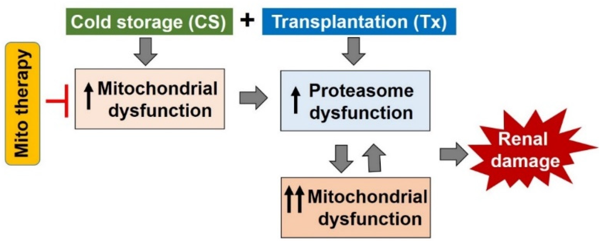 Targeting Mitochondria during Cold Storage to Maintain Proteasome ...