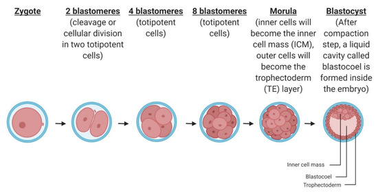 IJMS | Special Issue : Regulation of Gene Expression During Embryonic ...