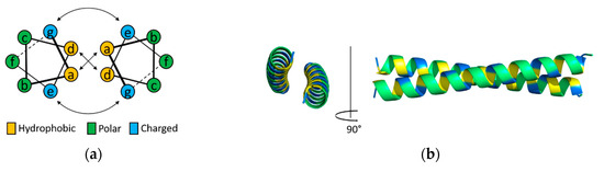 Coiled-Coils: The Molecular Zippers that Self-Assemble Protein ...