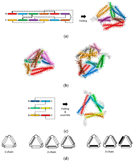 Coiled-Coils: The Molecular Zippers that Self-Assemble Protein ...