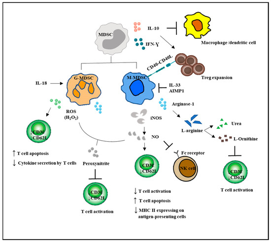Understanding the Differentiation, Expansion, Recruitment and Suppressive Activities of Myeloid ...