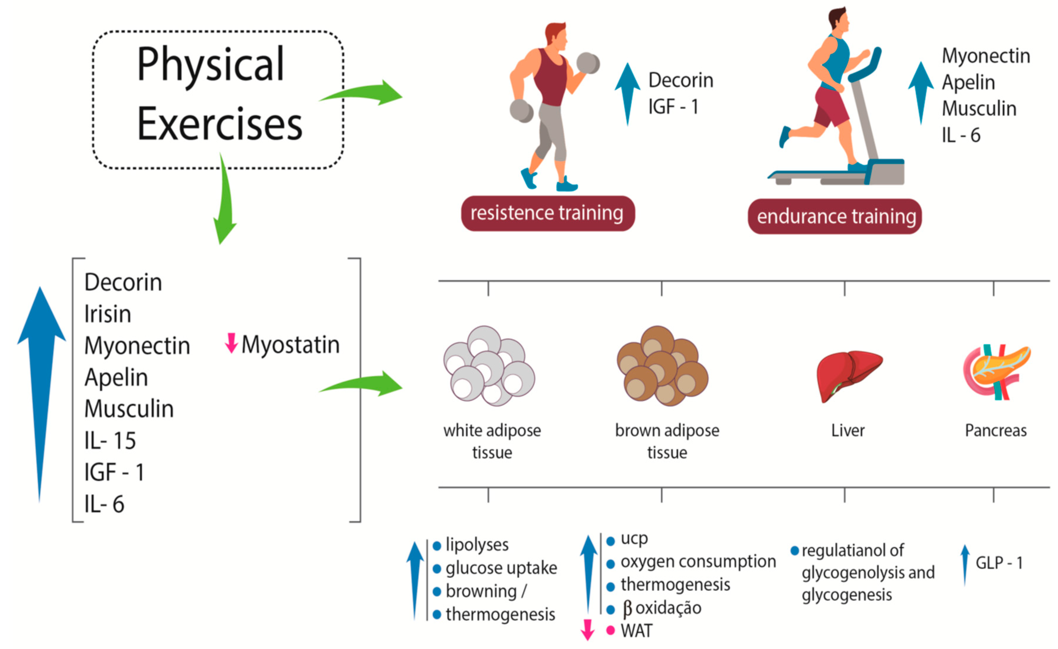 Ijms Free Full Text Physical Exercise And Myokines Relationships