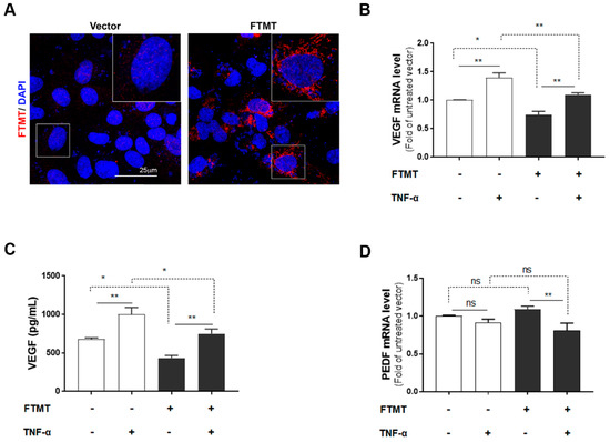 IJMS | Free Full-Text | Effects of FTMT Expression by Retinal Pigment ...