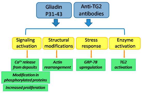 Interplay between Type 2 Transglutaminase (TG2), Gliadin Peptide 31-43 ...