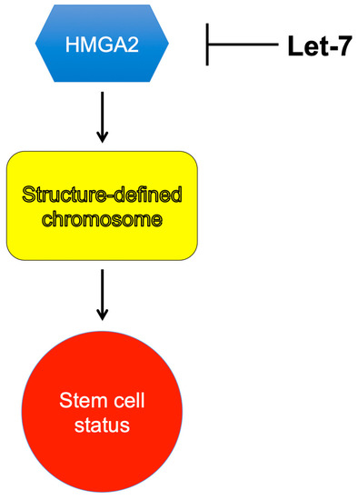 The Mammalian High Mobility Group Protein AT-Hook 2 (HMGA2 ...