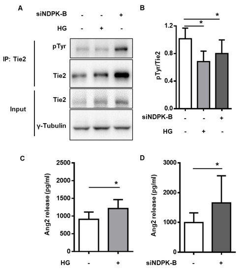 Role of the Ang2–Tie2 Axis in Vascular Damage Driven by High Glucose or ...