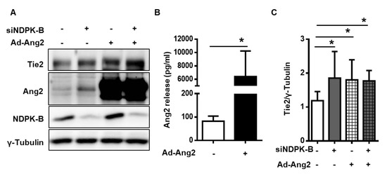 Role of the Ang2–Tie2 Axis in Vascular Damage Driven by High Glucose or ...