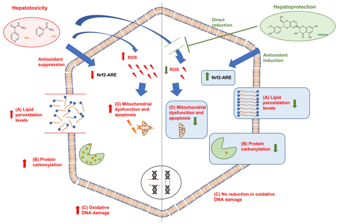 IJMS | Free Full-Text | An Evaluation of the In Vitro Roles and ...