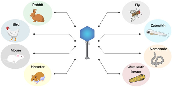 Animal Models to Translate Phage Therapy to Human Medicine