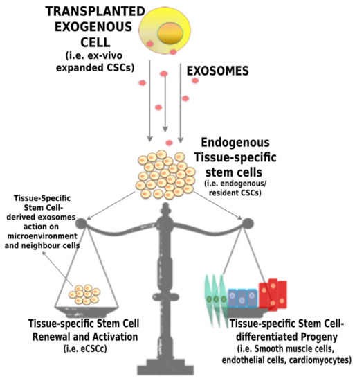 Unravelling the Biology of Adult Cardiac Stem Cell-Derived Exosomes to ...