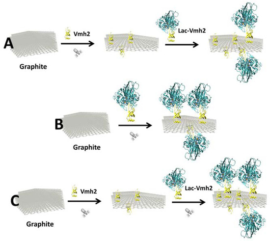 From Graphite to Laccase Biofunctionalized Few-Layer Graphene: A “One ...