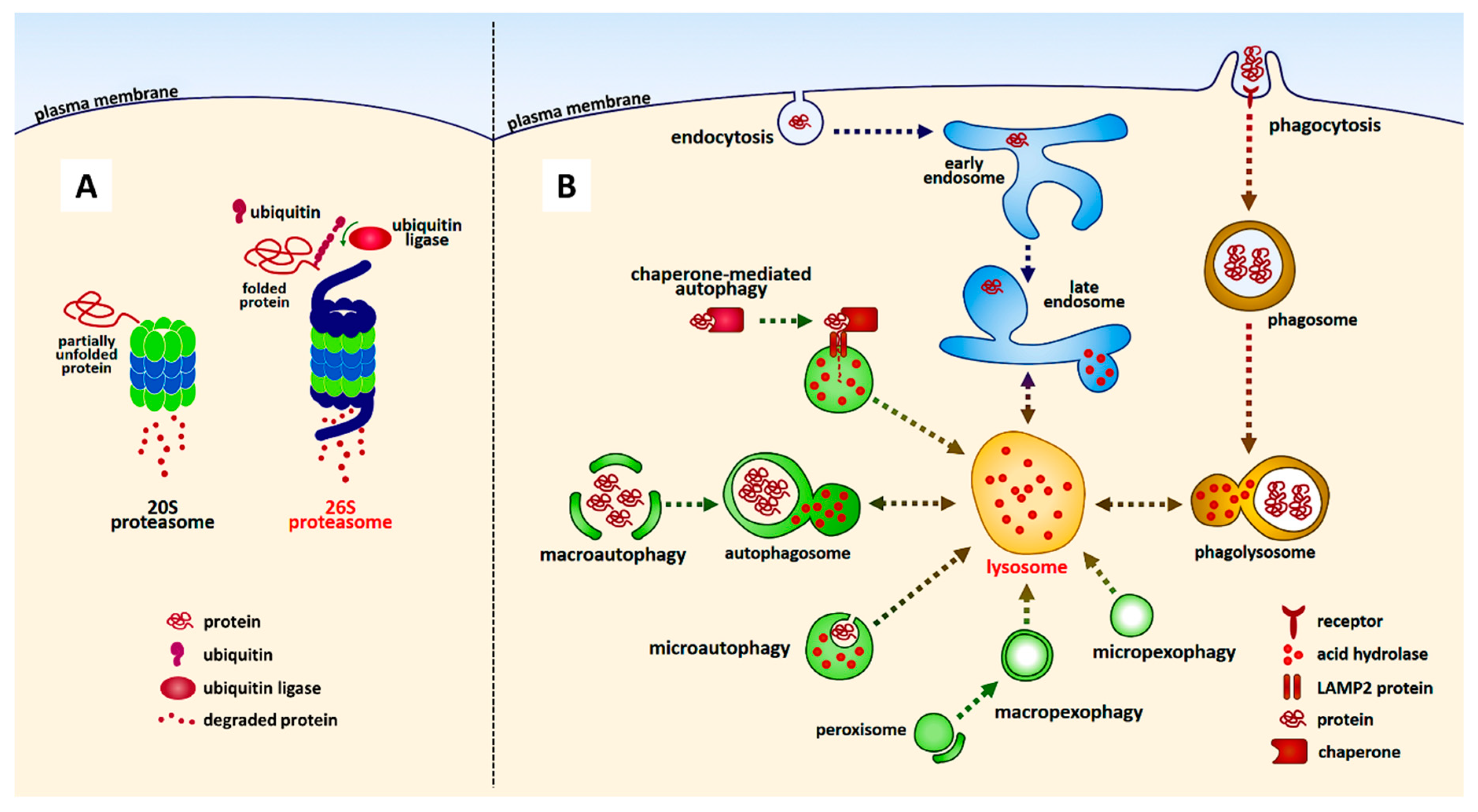 Protein Degradation Pathways Protein Degradation Pathways