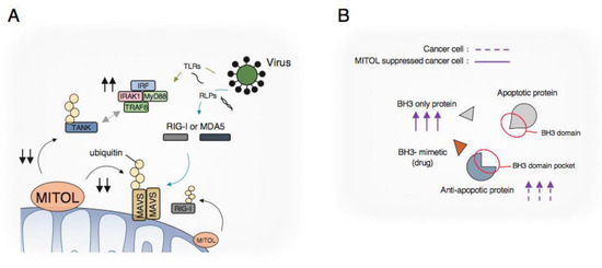Overview of Mitochondrial E3 Ubiquitin Ligase MITOL/MARCH5 from ...