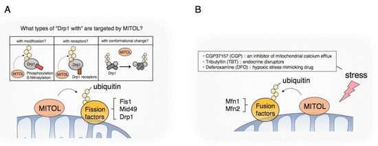 Overview of Mitochondrial E3 Ubiquitin Ligase MITOL/MARCH5 from ...