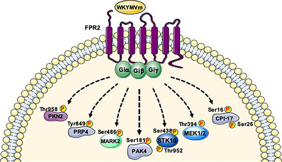 IJMS | Free Full-Text | Phosphorylation Sites in Protein Kinases and ...