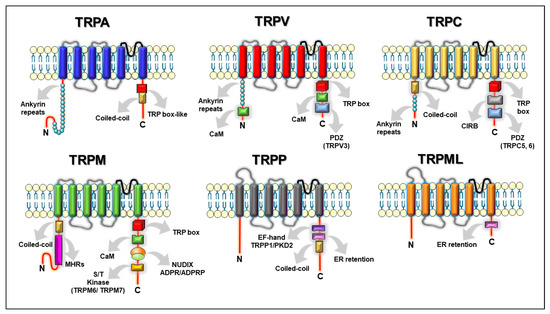 Steroids and TRP Channels: A Close Relationship