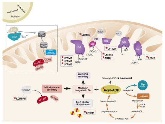 Mitochondrial OXPHOS Biogenesis: Co-Regulation of Protein Synthesis ...