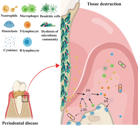 IJMS | Free Full-Text | An Evidence-Based Update on the Molecular ...