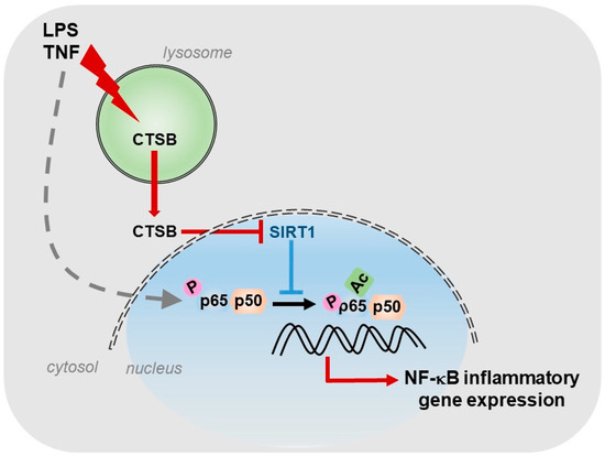 Relevance of SIRT1-NF-κB Axis as Therapeutic Target to Ameliorate Inflammation in Liver Disease