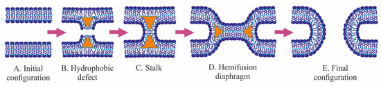 Continuum Models of Membrane Fusion: Evolution of the Theory