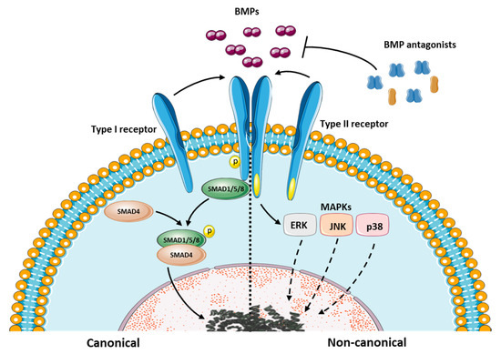 Extracellular BMP Antagonists, Multifaceted Orchestrators in the Tumor ...